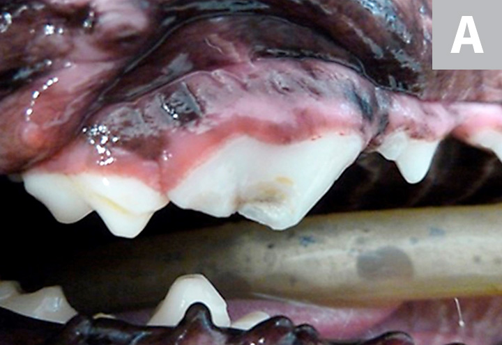 Treating Fractured Teeth in a Dog | Clinician's Brief