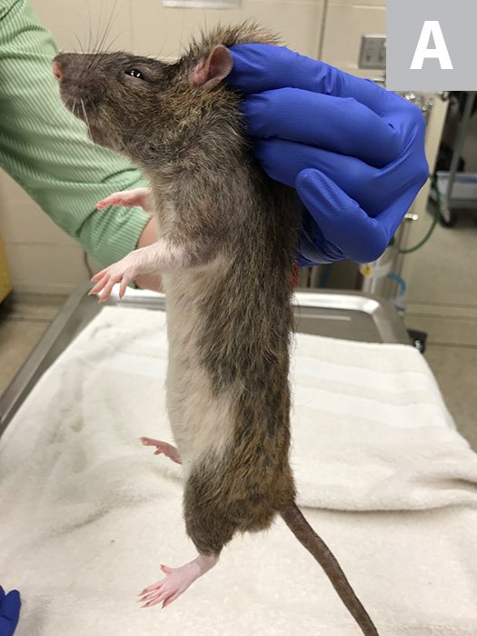 Small Mammal Restraint Techniques | Clinician's Brief