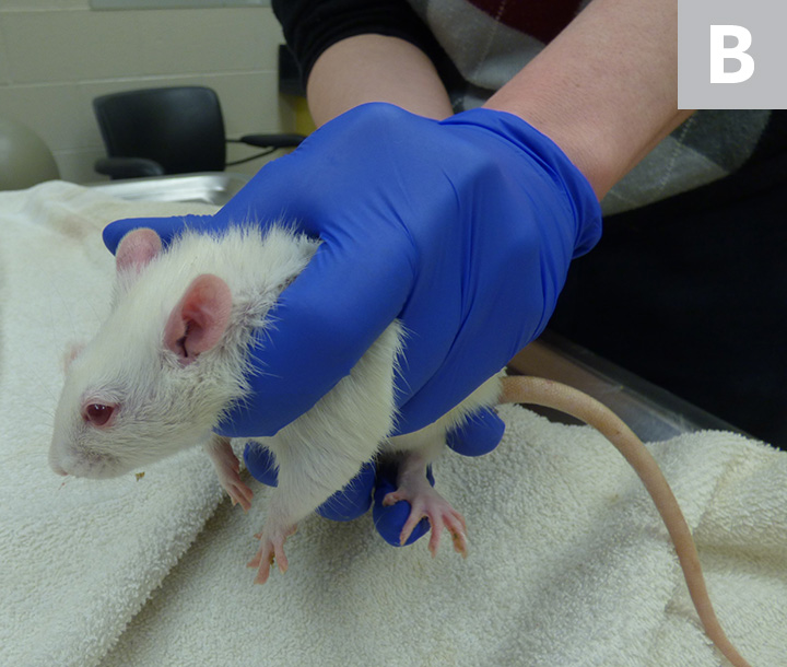 Small Mammal Restraint Techniques | Clinician's Brief