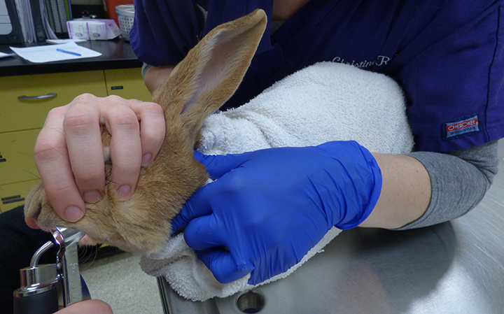 Small Mammal Restraint Techniques | Clinician's Brief