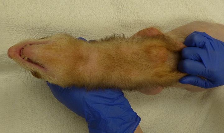 Small Mammal Restraint Techniques | Clinician's Brief