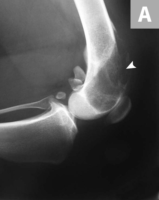 Canine Hemangiosarcoma | Clinician's Brief