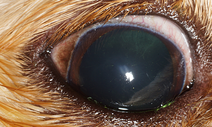 Epiphora in Dogs | Clinician's Brief