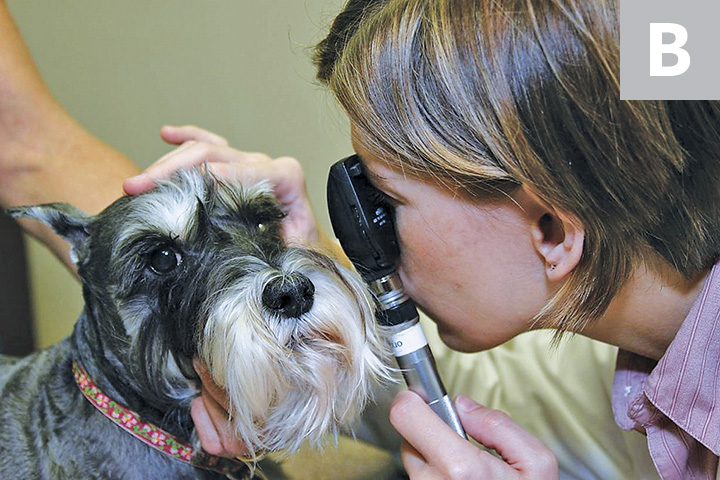Fundic Examination | Clinician's Brief