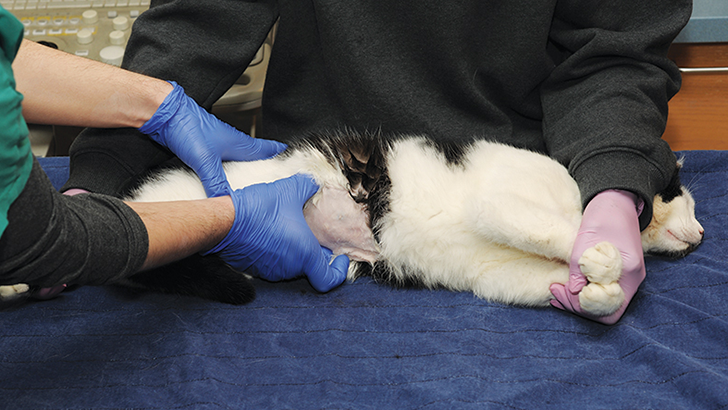 Guide to Performing Cystocentesis in Dogs & Cats | Clinician's Brief