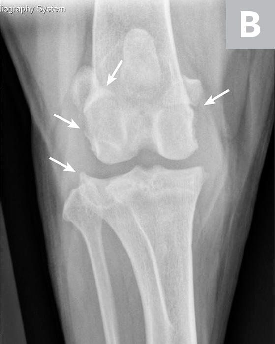 Complete Guide to Meniscal Disease in Dogs & Cats | Clinician's Brief