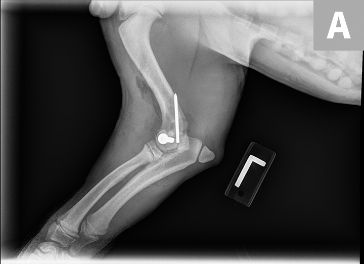 Quiz: External Coaptation vs Surgical Fixation for Bone Fractures ...