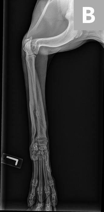 Quiz: External Coaptation vs Surgical Fixation for Bone Fractures ...
