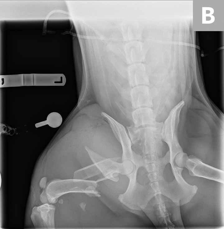 Quiz: External Coaptation vs Surgical Fixation for Bone Fractures ...
