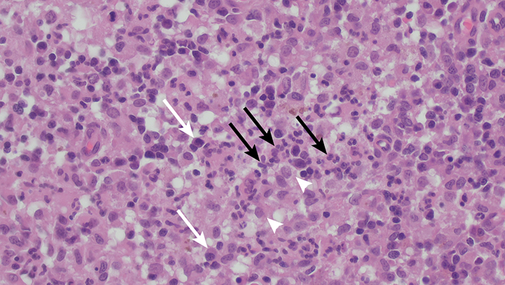 Abdominal Pain & Pyrexia in a Cairn Terrier | Clinician's Brief