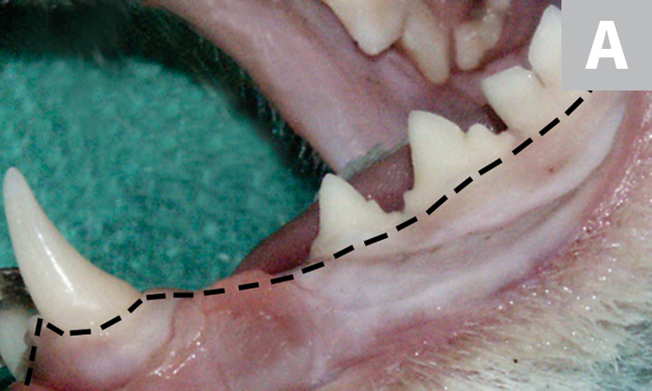 Mandibular Extractions in Cats | Clinician's Brief