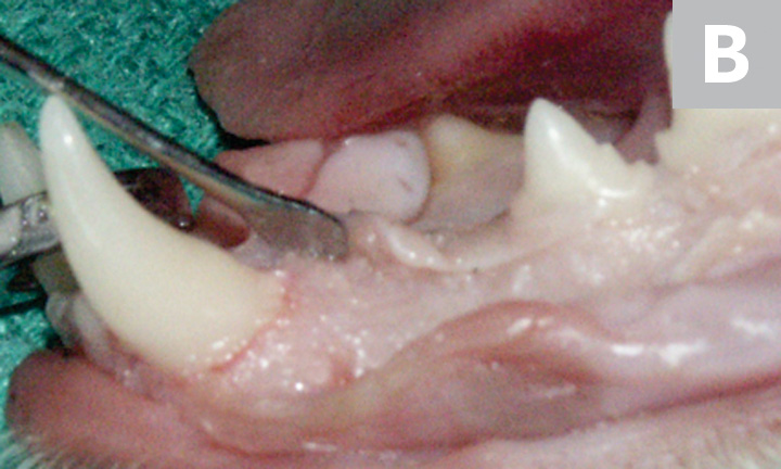 Mandibular Extractions in Cats | Clinician's Brief