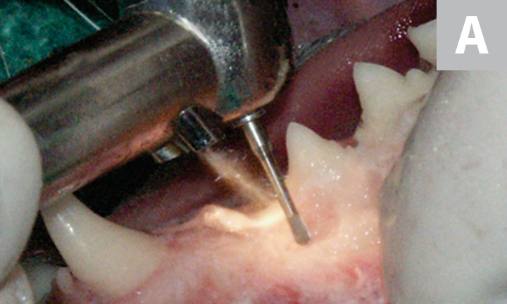 Mandibular Extractions in Cats | Clinician's Brief