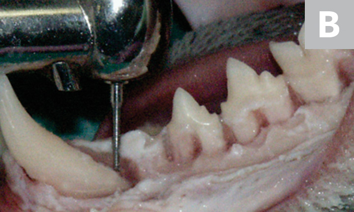 Mandibular Extractions in Cats | Clinician's Brief