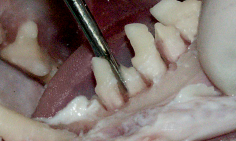 Mandibular Extractions in Cats | Clinician's Brief