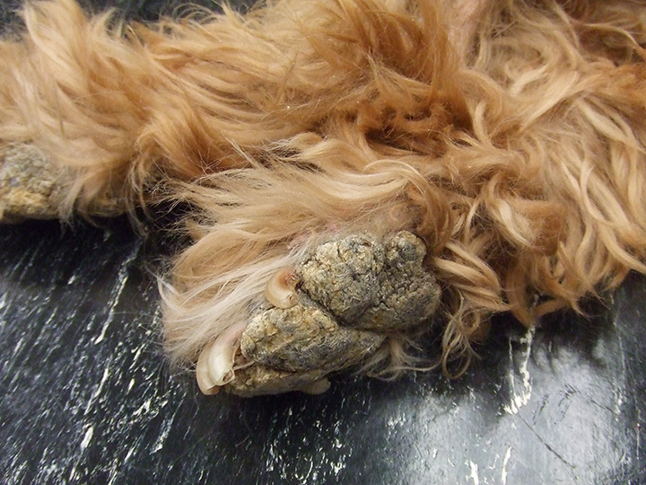 Visual Guide to Immune-Mediated Skin Diseases | Clinician's Brief