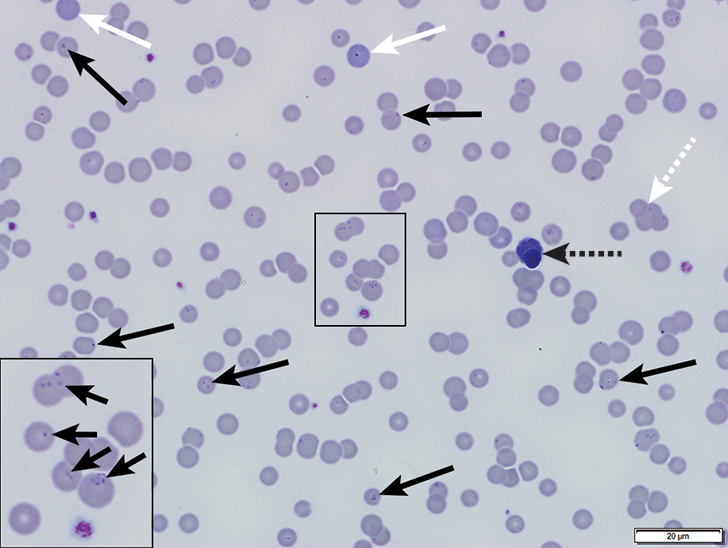 Severe Anemia in a Cat | Clinician's Brief
