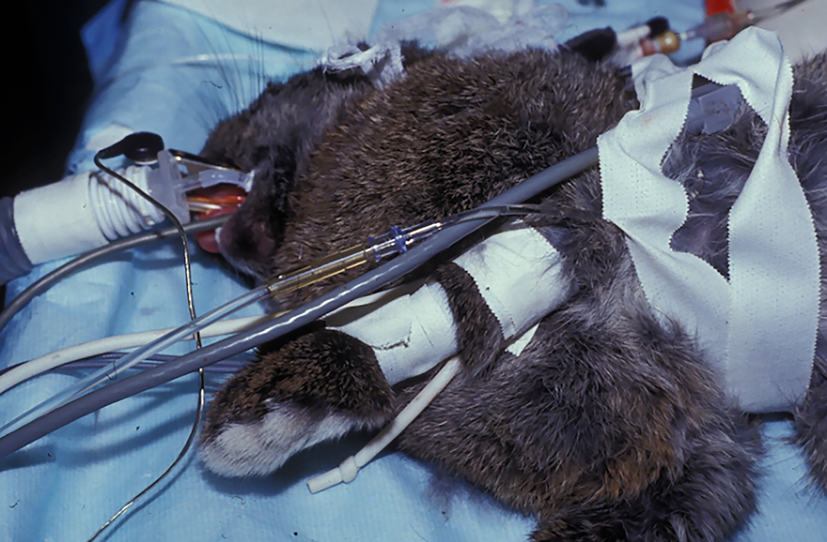 Anesthesia Considerations in Small Mammals | Clinician's Brief