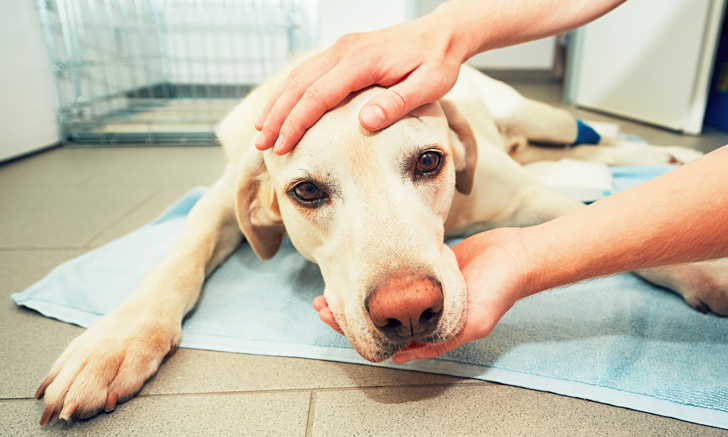 When to Induce Vomiting (Emesis) in Dogs & Cats (Step-by-step Guide ...