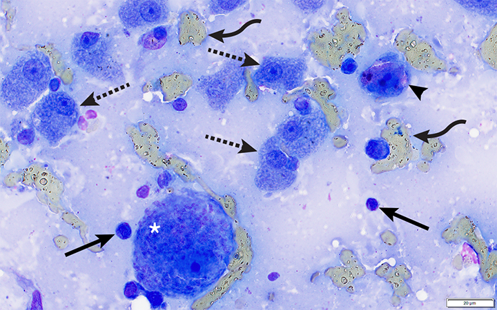 Pancytopenia & Icterus in a Cat | Clinician's Brief
