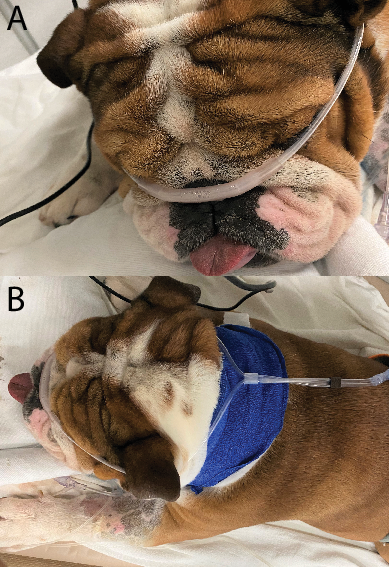 Use of High-Flow Nasal Cannula Oxygen Therapy in Postanesthetic ...