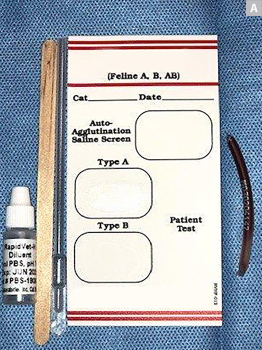 Quiz: Xenotransfusion in a Cat | Clinician's Brief