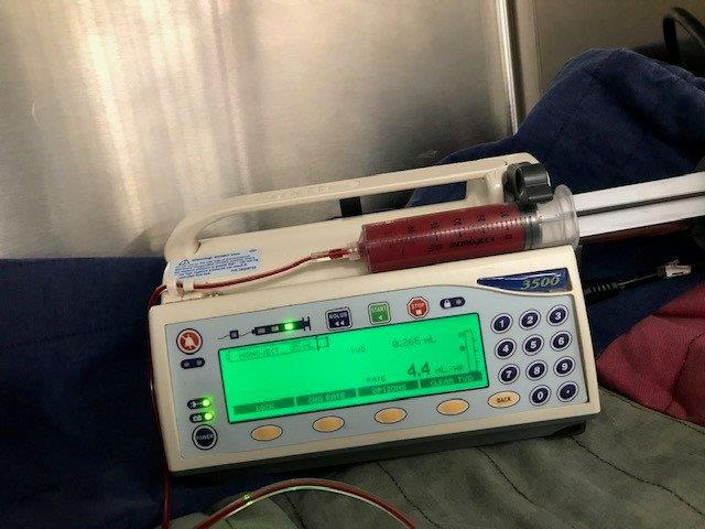 Quiz: Xenotransfusion in a Cat | Clinician's Brief