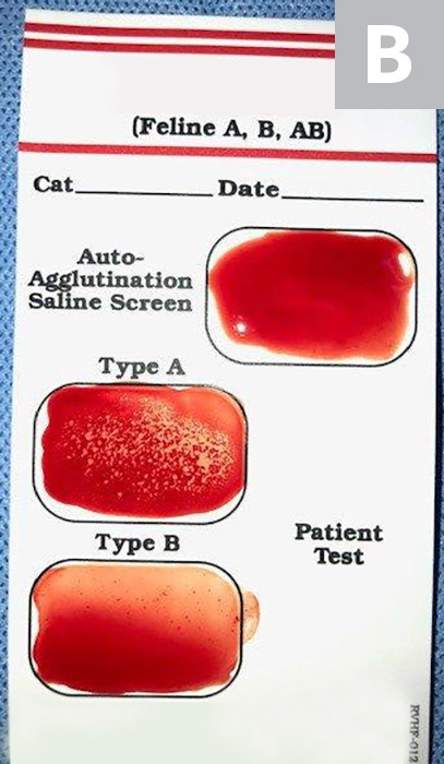 Quiz: Xenotransfusion in a Cat | Clinician's Brief