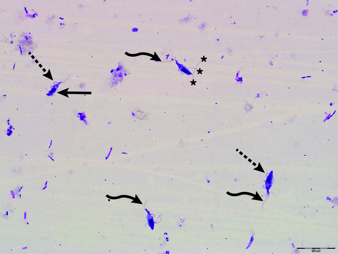Watery Diarrhea & Frequent Fecal Dribbling in a Cat | Clinician's Brief