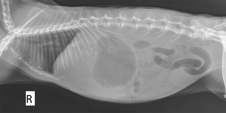 Gastric Dilation & GI Obstruction in Rabbits | Clinician's Brief