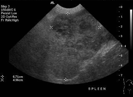 Outcomes of Dogs with Splenic Mass Rupture | Clinician's Brief