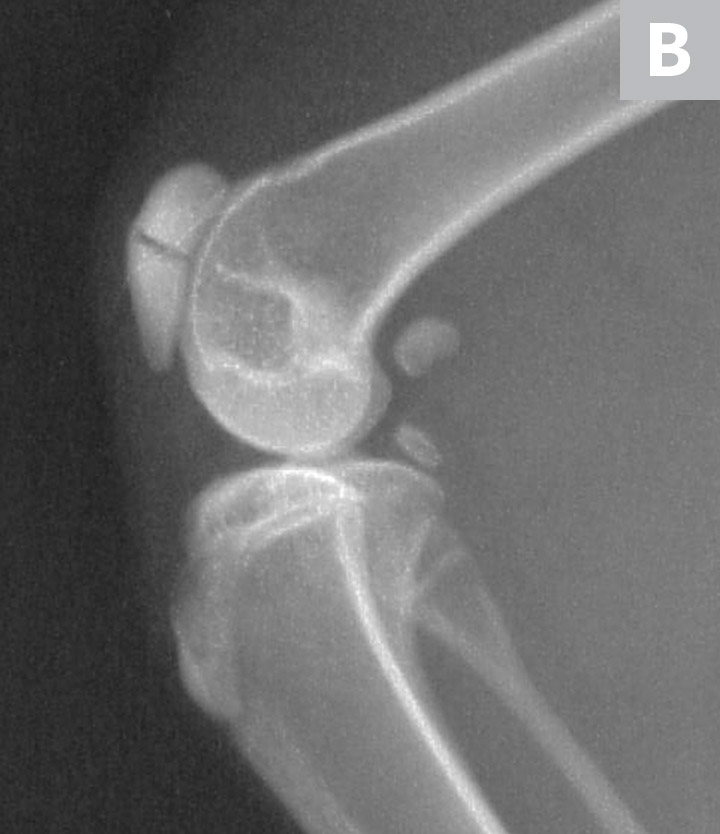 Pelvic Limb Lameness in a Cat | Clinician's Brief