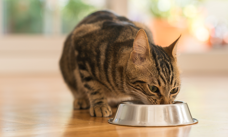 Diet & DCM in Cats | Clinician's Brief