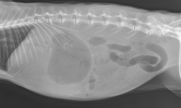 Gastric Dilation & GI Obstruction in Rabbits | Clinician's Brief