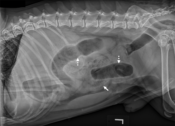 GI Obstruction on Radiographs | Clinician's Brief