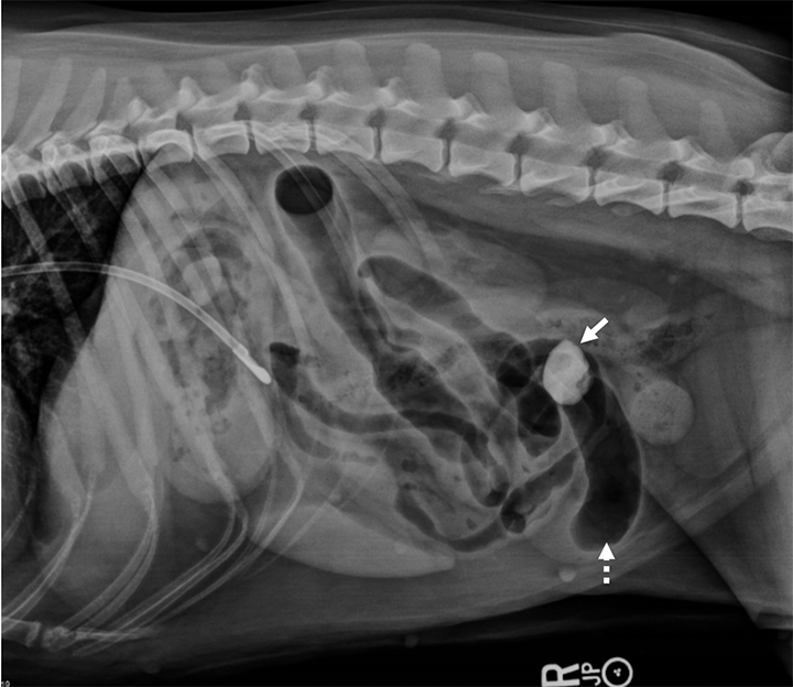 GI Obstruction on Radiographs | Clinician's Brief