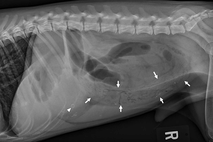GI Obstruction on Radiographs | Clinician's Brief