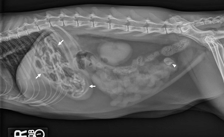 GI Obstruction on Radiographs | Clinician's Brief