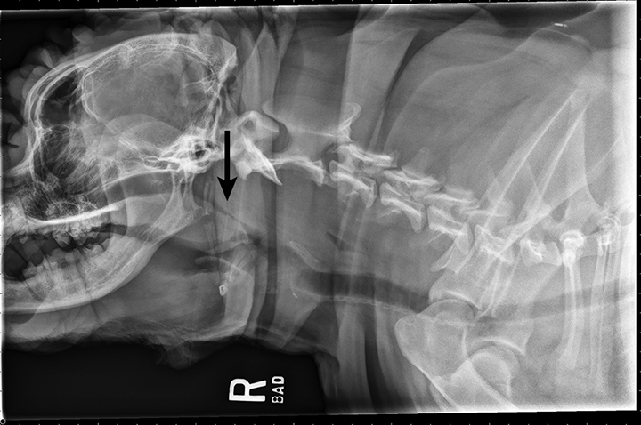 Brachycephalic Obstructive Airway Syndrome | Clinician's Brief