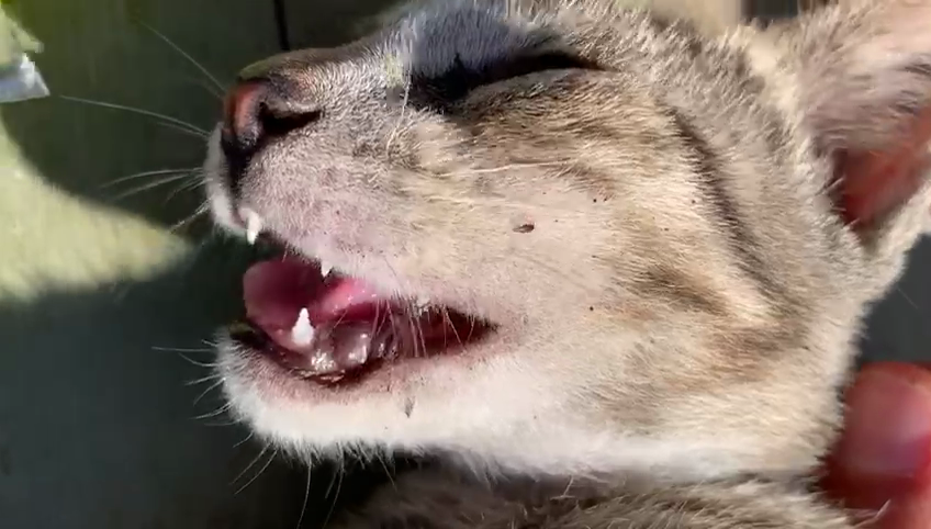 Recommendations for Feline Ectoparasiticides | Clinician's Brief