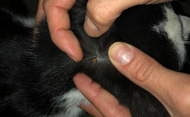 Recommendations for Feline Ectoparasiticides | Clinician's Brief