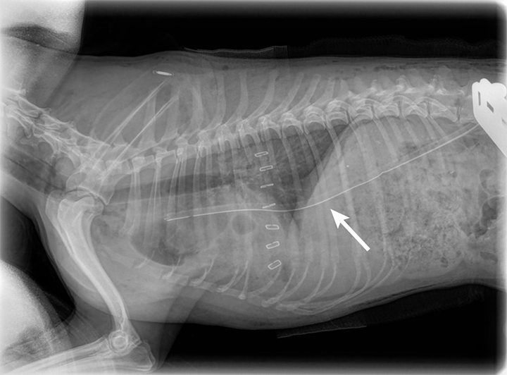 Bite Wounds in Dogs | Clinician's Brief