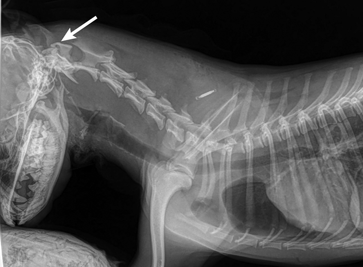 Bite Wounds in Dogs | Clinician's Brief