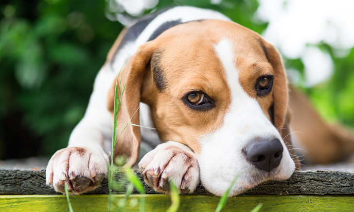 Neck Pain in a Young Beagle | Clinician's Brief