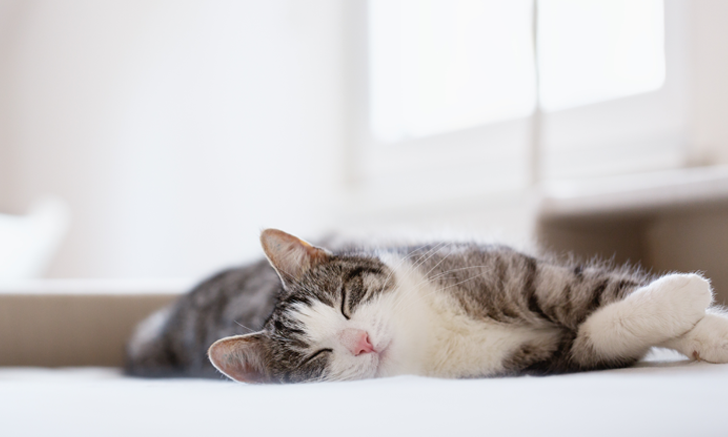 Microsporidia in Cats: An Emerging Zoonotic Pathogen | Clinician's Brief
