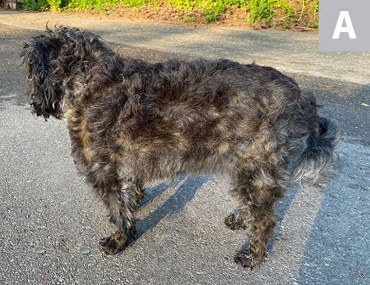 Anesthetic Induction with Propofol in Lean Versus Obese Dogs ...