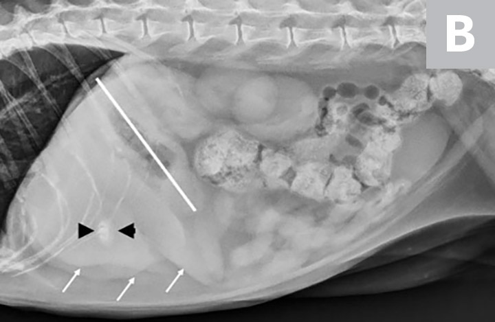 Hepatobiliary Imaging with Radiography & Ultrasonography: Biliary ...