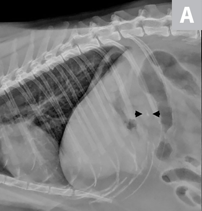 Hepatobiliary Imaging with Radiography & Ultrasonography: Biliary ...