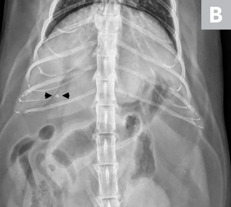 Hepatobiliary Imaging with Radiography & Ultrasonography: Biliary ...