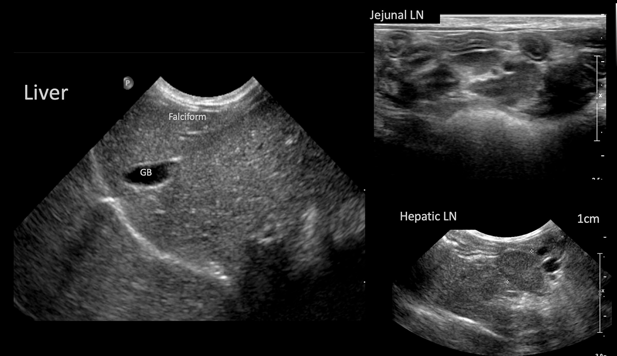 Hepatobiliary Imaging with Radiography & Ultrasonography: Liver ...